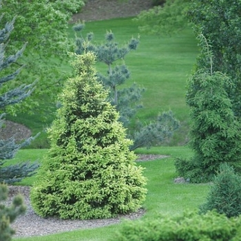Picea glauca 'North Star' White Spruce | Garden Center Marketing