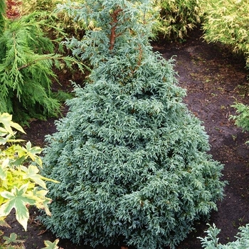 Chamaecyparis obtusa 'Blue Feathers' Hinoki Cypress | Garden Center ...