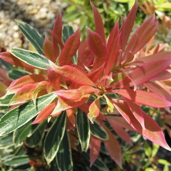 Pieris japonica 'Karenoma' Andromeda | Garden Center Marketing