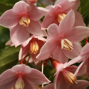 Styrax japonicus Nightfall® JFS 6SJ Japanese Snowbell | Garden Center ...