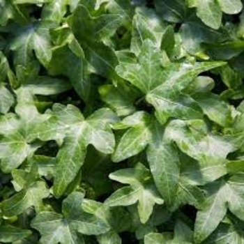 Hedera helix 'Green Ripple' Ivy from Garden Center Marketing