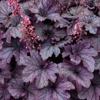 Heuchera 'Venus' Coral Bells | Garden Center Marketing
