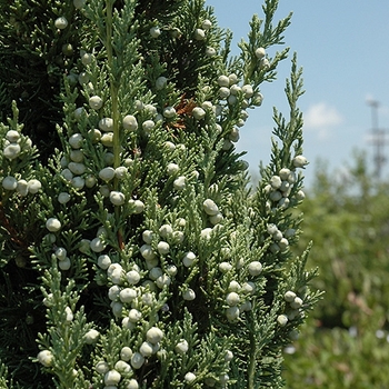 Juniperus chinensis 'Blue Vase' Juniper from Garden Center Marketing