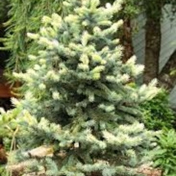 Picea pungens 'Skyline' Colorado Spruce | Garden Center Marketing