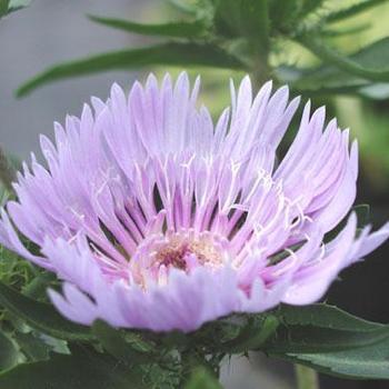 Stokesia laevis 'Multiple Varieties' Stoke's Aster | Garden Center ...