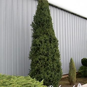 Picea abies 'Rubra Spicata' Red-tipped Norway spruce from Garden Center ...