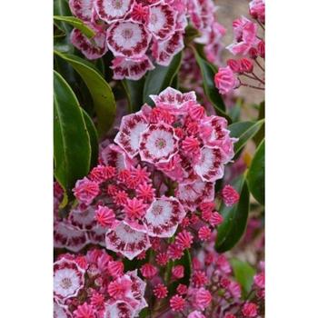 Kalmia latifolia 'Raspberry Glow' Mountain Laurel from Garden Center ...