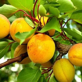 Prunus myrtifolia West Indian Cherry | Garden Center Marketing