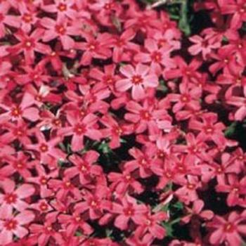 Phlox paniculata Volcano® 'Lilac Splash' Barphlopanflaliblue Garden ...