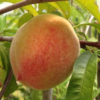 Prunus persica 'Eva's Pride' Eva's Pride Peach | Garden Center Marketing