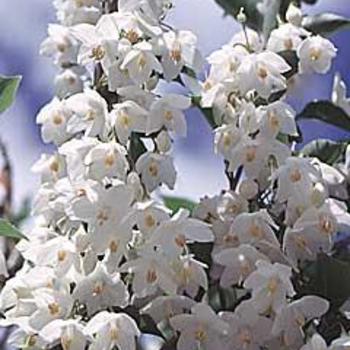 Styrax japonicus Nightfall® JFS 6SJ Japanese Snowbell | Garden Center ...