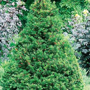 Taxus baccata 'Fastigiata Aurea' Irish Yew | Garden Center Marketing