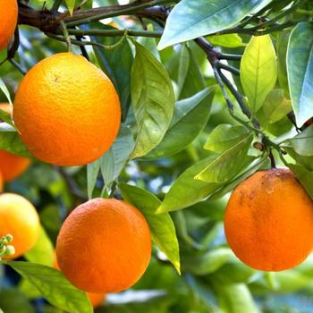 Citrus limon 'Meyer Improved' Lemon | Garden Center Marketing