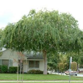 Ulmus wilsoniana 'Prospector' Elm from Garden Center Marketing
