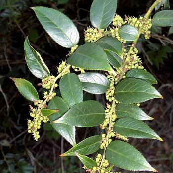 Leucothoe axillaris Coast Leucothoe from Garden Center Marketing