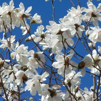 Magnolia grandiflora 'Victoria' Southern Magnolia | Garden Center Marketing