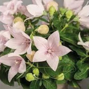 Platycodon grandiflorus 'Komachi' Balloon Flower | Garden Center Marketing