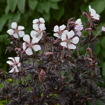 Geranium 'Dragon Heart' Cranesbill | Garden Center Marketing
