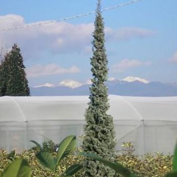 Cedrus atlantica 'Blue Cascade' Atlas Cedar | Garden Center Marketing