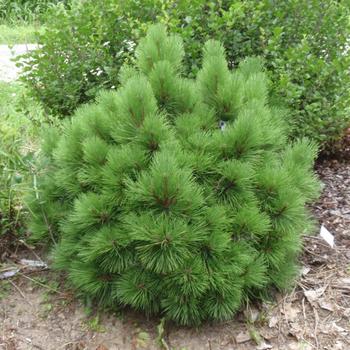 Pinus strobus 'Minima' Eastern White Pine | Garden Center Marketing