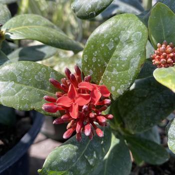 Ixora coccinea 'Sunset' Flame Bush from Garden Center Marketing