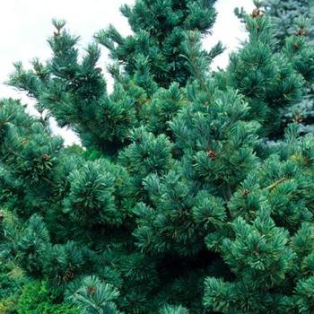Pinus parviflora 'Venus' Japanese White Pine | Garden Center Marketing