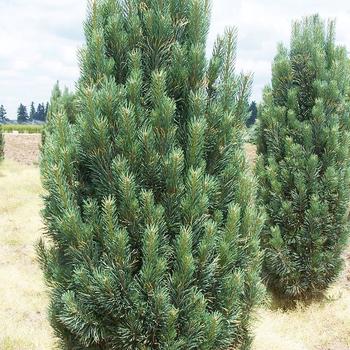 Pinus mugo fastigiata 'Wells Dolly's Choice' Columnar Mugo Pine from ...