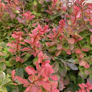 Berberis thunbergii WorryFree® 'Lemon Glow®' Japanese Barberry from ...