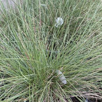 Muhlenbergia emersleyi 'El Toro' Bull Grass | Garden Center Marketing