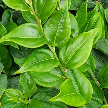 Sarcococca ruscifolia 'Dragon Gate' Fragrant Sweet Box | Garden Center ...