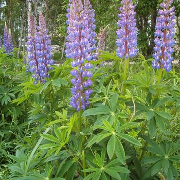 Lupinus polyphyllus Staircase™ 'Blue Yellow' Lupine | Garden Center ...