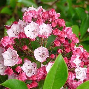 Kalmia latifolia 'Olympic Wedding' Mountain Laurel | Garden Center ...