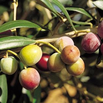 Olea europaea 'Universal' Olive | Garden Center Marketing