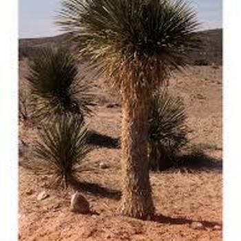 Yucca aloifolia 'Magenta Magic' Yucca | Garden Center Marketing