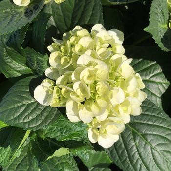 Hydrangea macrophylla 'Pink Splendor™' MonPKSP Bigleaf Hydrangea from ...