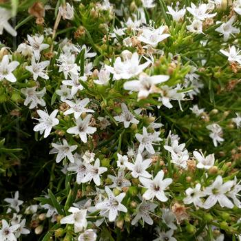 Myoporum 'Multiple Varieties' Myoporum | Garden Center Marketing