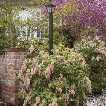 Pieris japonica 'Red Mill' Japanese Pieris | Garden Center Marketing