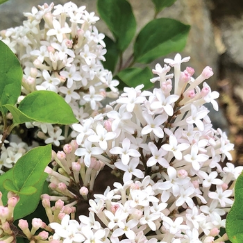 Syringa meyeri Flowerfesta® Anny2013-18 Dwarf Lilac from Garden Center ...