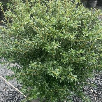 Ilex 'Dragon Slayer' Holly | Garden Center Marketing