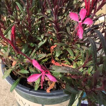 Gaura lindheimeri 'Bantam White' Whirling Butterflies | Garden Center ...
