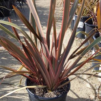 Phormium 'Purple Mountain' New Zealand Flax from Garden Center Marketing