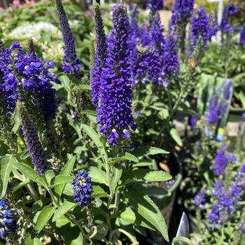 Veronica longifolia 'Charlotte' Speedwell | Garden Center Marketing