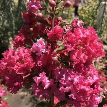 Lagerstroemia indica 'Diamond Dazzle®' Piilag-I Dwarf Crape Myrtle from ...