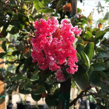 Lagerstroemia indica x fauriei 'Acoma' Crapemyrtle | Garden Center ...