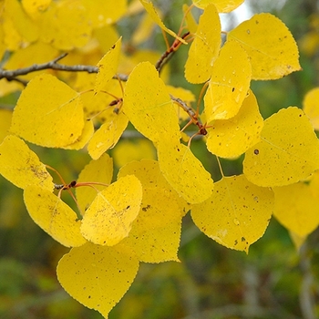 Populus tremuloides 'Prairie Gold®' NE Arb Aspen | Garden Center Marketing