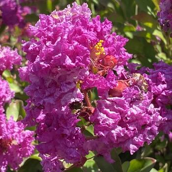 Lagerstroemia 'Dwarf Red' Crape Myrtle | Garden Center Marketing