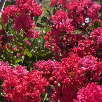 Lagerstroemia 'Dazzle Series' Crapemyrtle | Garden Center Marketing