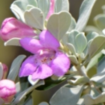 Leucophyllum frutescens 'San Antonio Rose' Texas Ranger from Garden ...