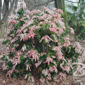 Pieris japonica 'Compacta' Dwarf Japanese Pieris | Garden Center Marketing