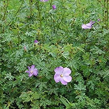 Alyogyne huegelli Lilac Hibiscus | Garden Center Marketing